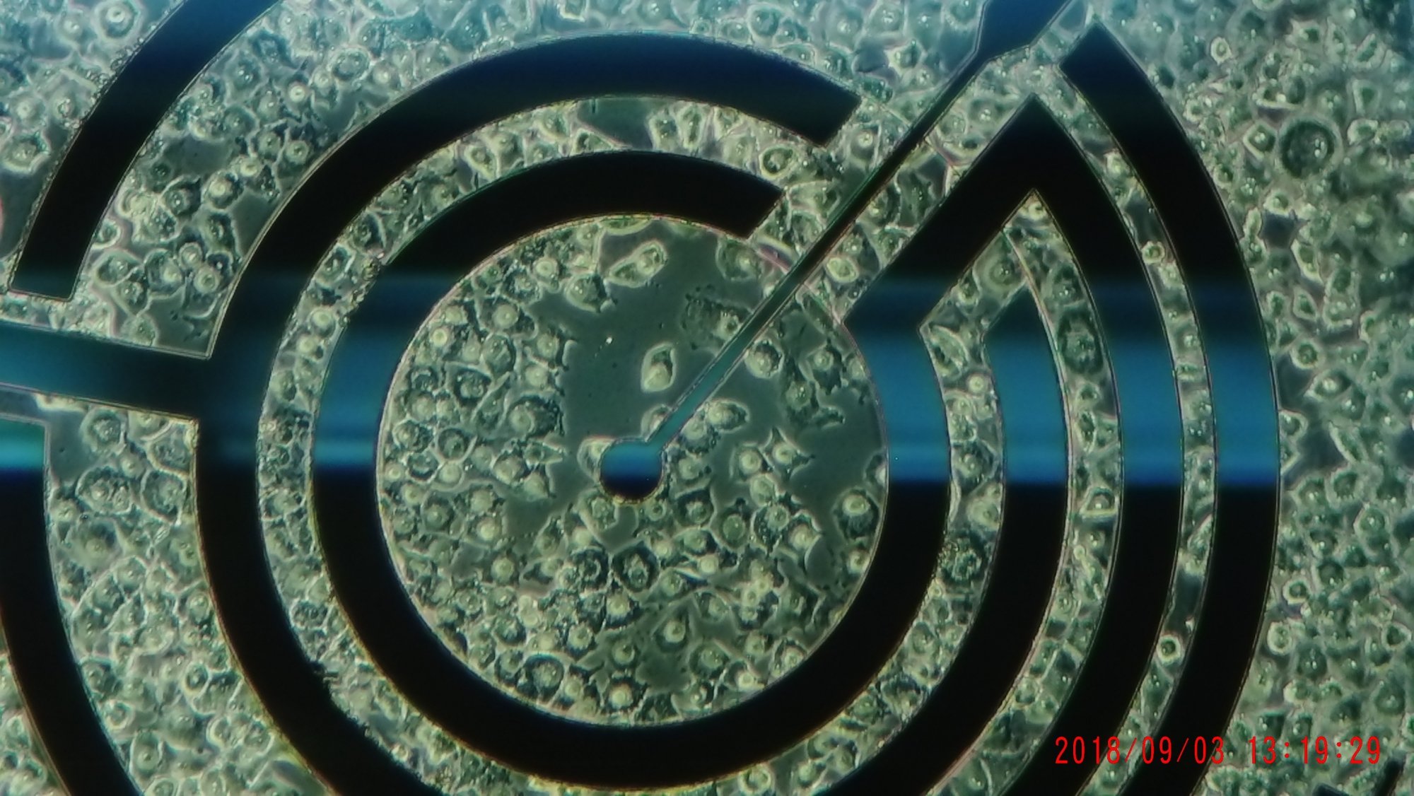 Individualisierte Chemotherapie Dank lab on a chip?