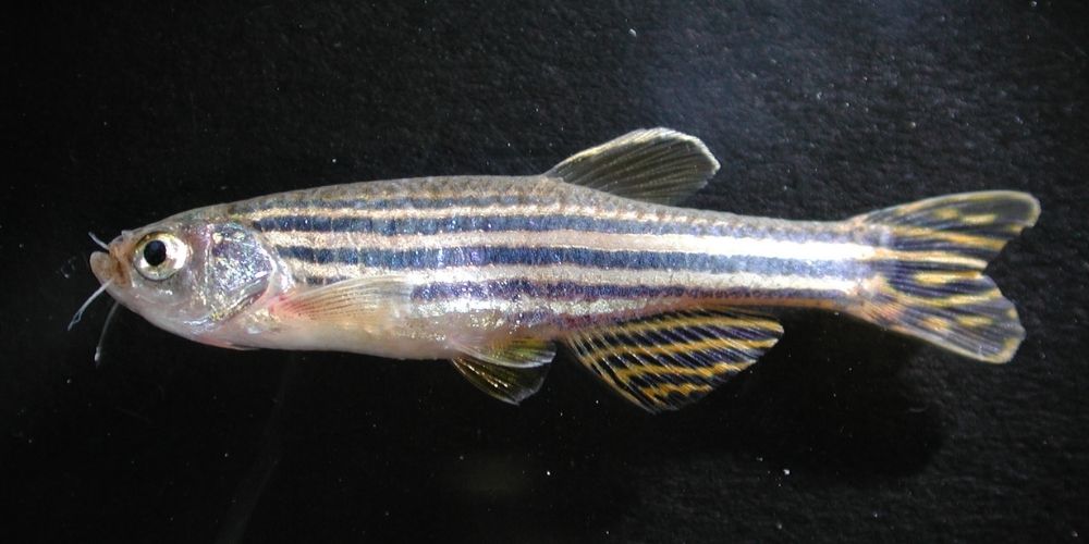 Goldfish can steer just fine - so can zebrafish - Innovation Origins